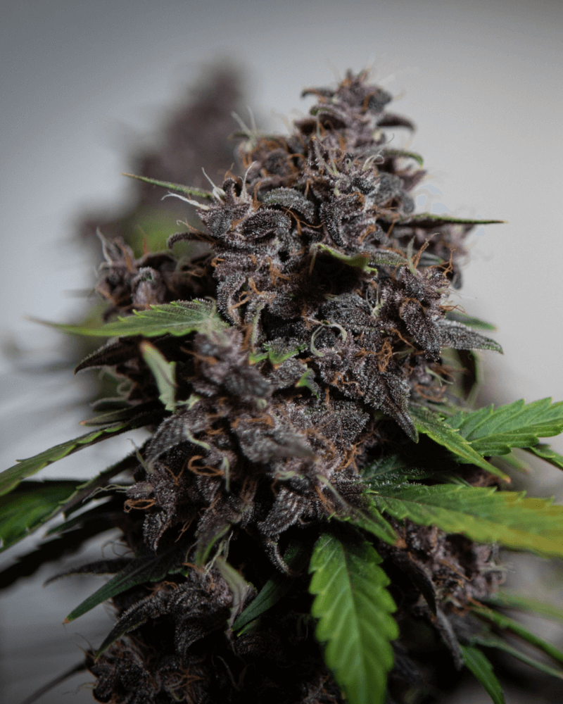 Cali Weed – Premium Cannabis direkt aus Kalifornien